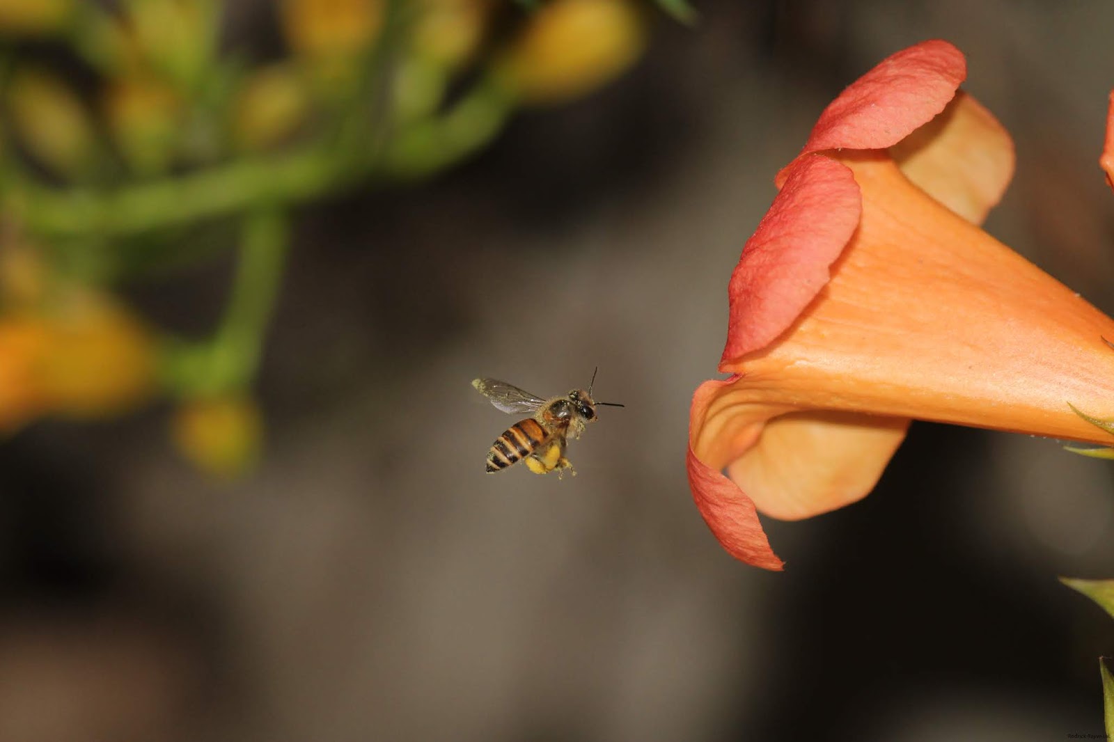 Rodrick Writes: Photographing Bees in Flight - A Few Tips