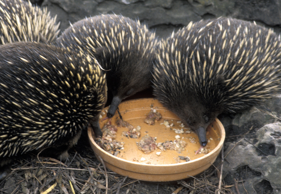 The Intrepid Tourist: Melbourne Zoo and Healesville Animal Sanctuary ...