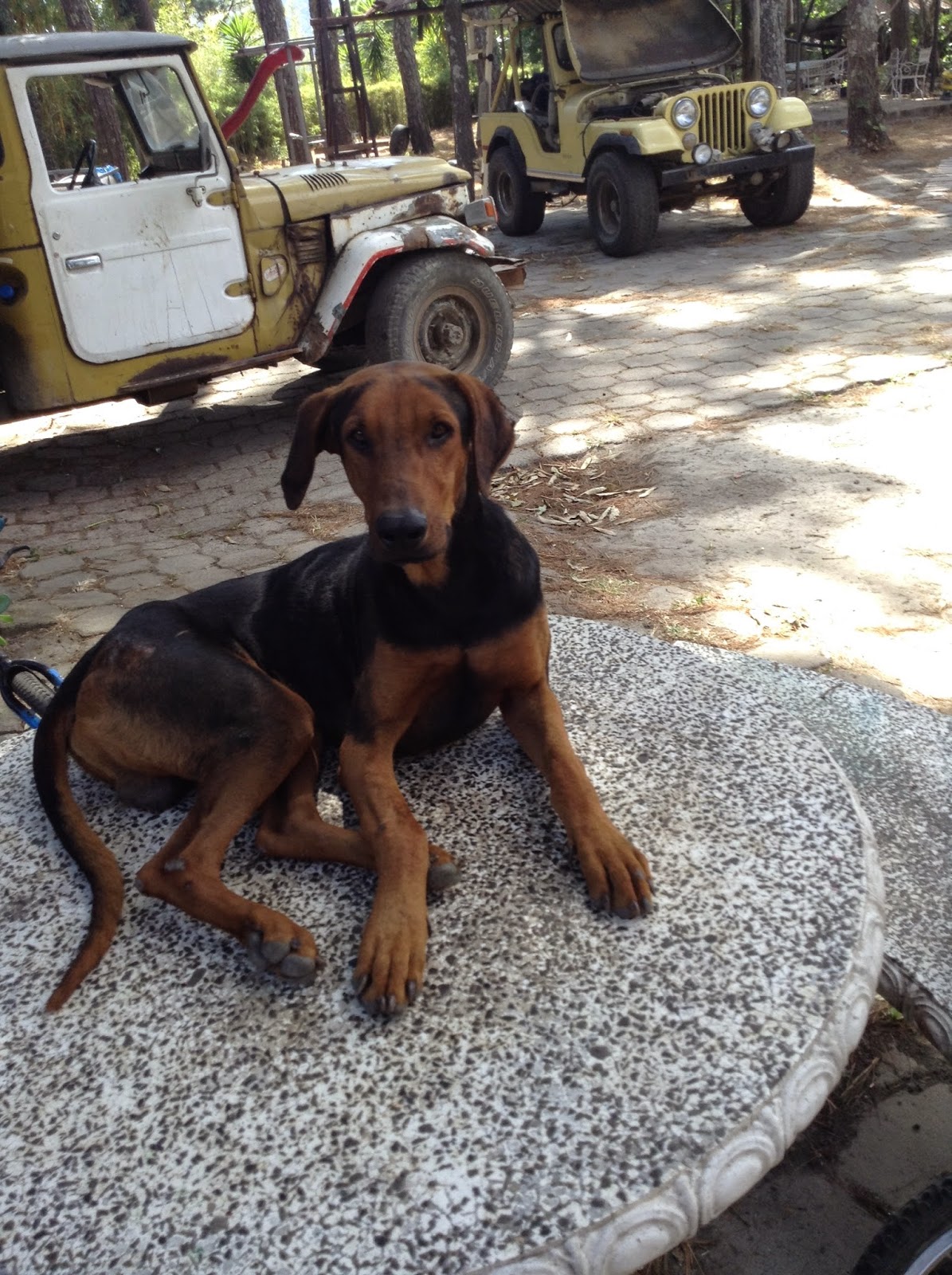 Meridiano 89 Oeste 89th Meridian West: La vida cotidiana del perro ...