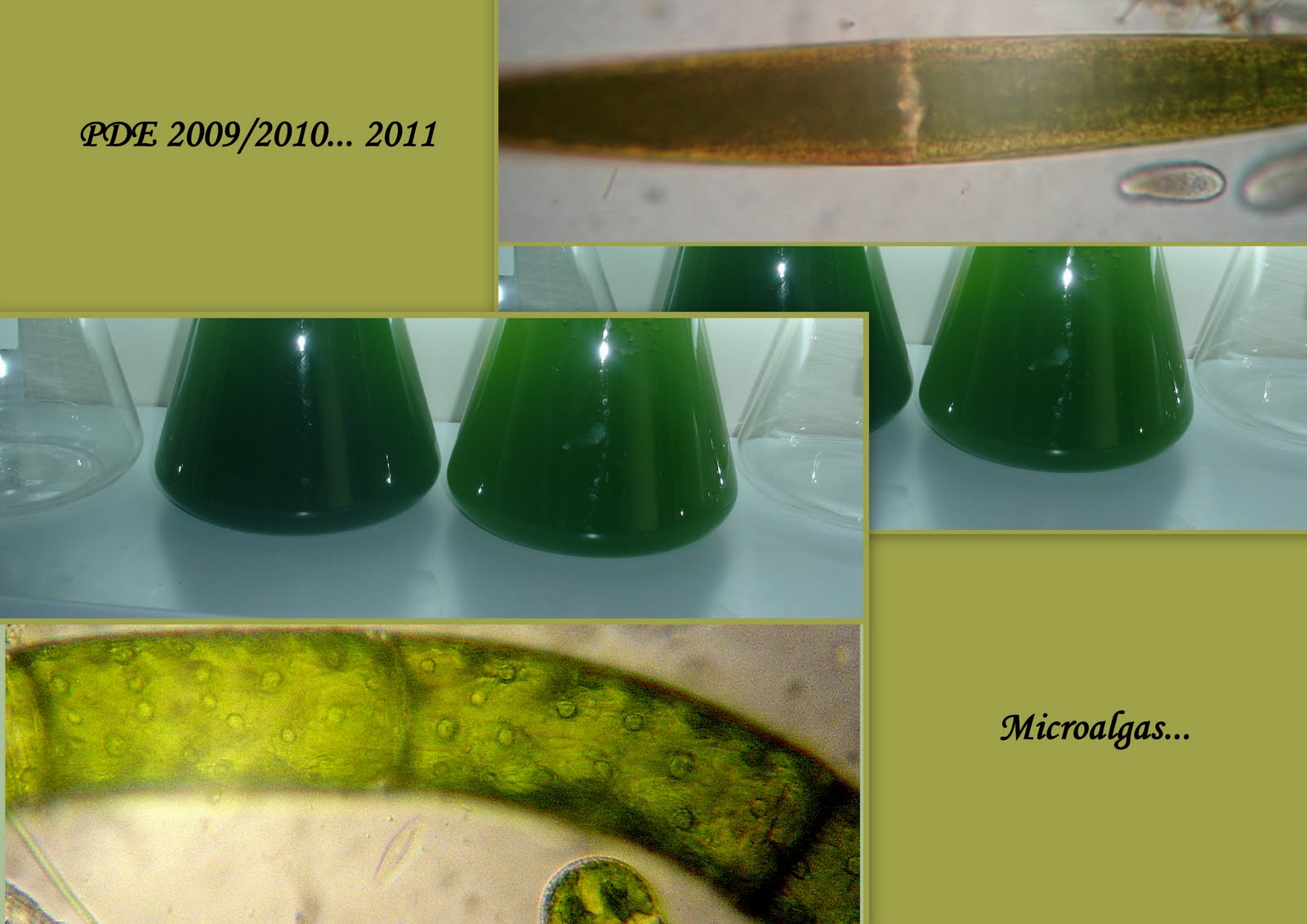 Cultivo de Microalgas em Fotobiorreatores: Cosmarium e várias espécies...