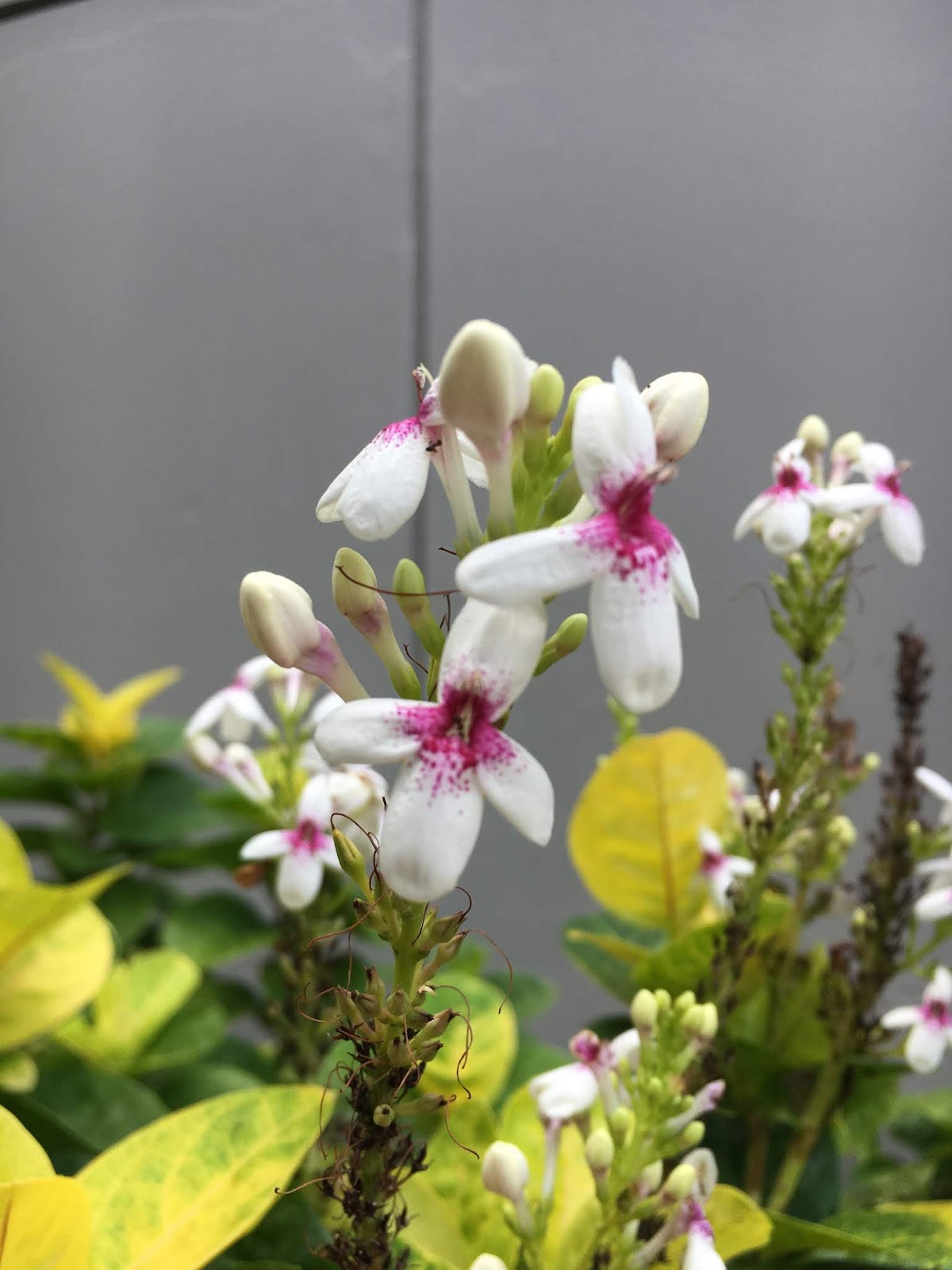 Pseuderanthemum carruthersii var. carruthersii (Variegated False ...