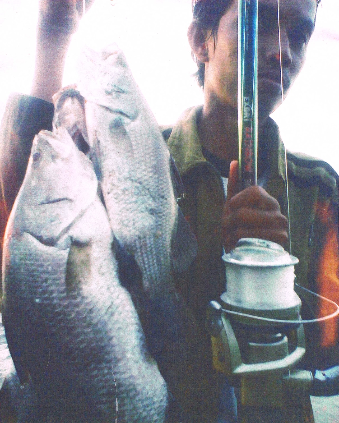 TEKNIK MEMANCING IKAN KAKAP PUTIH ATAU BARRAMUNDI ~ MERAHMATA FISHING