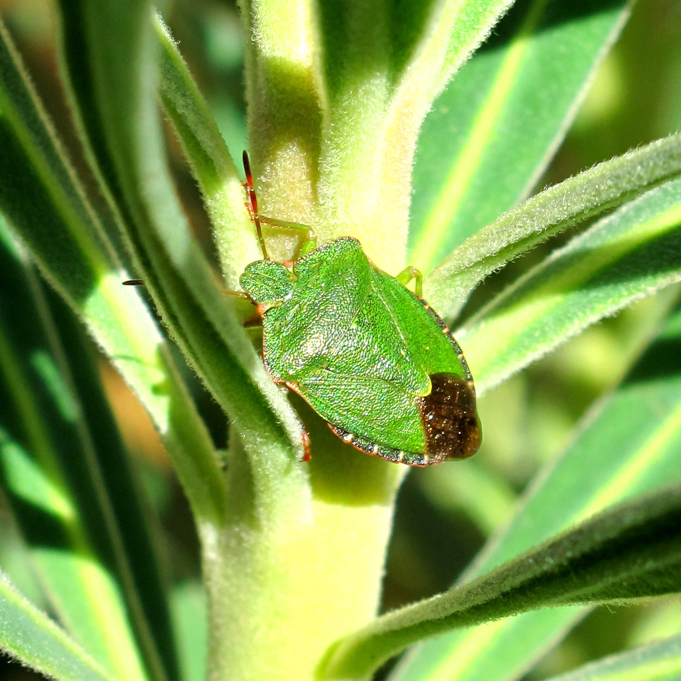 BugBlog: Chameleon bug