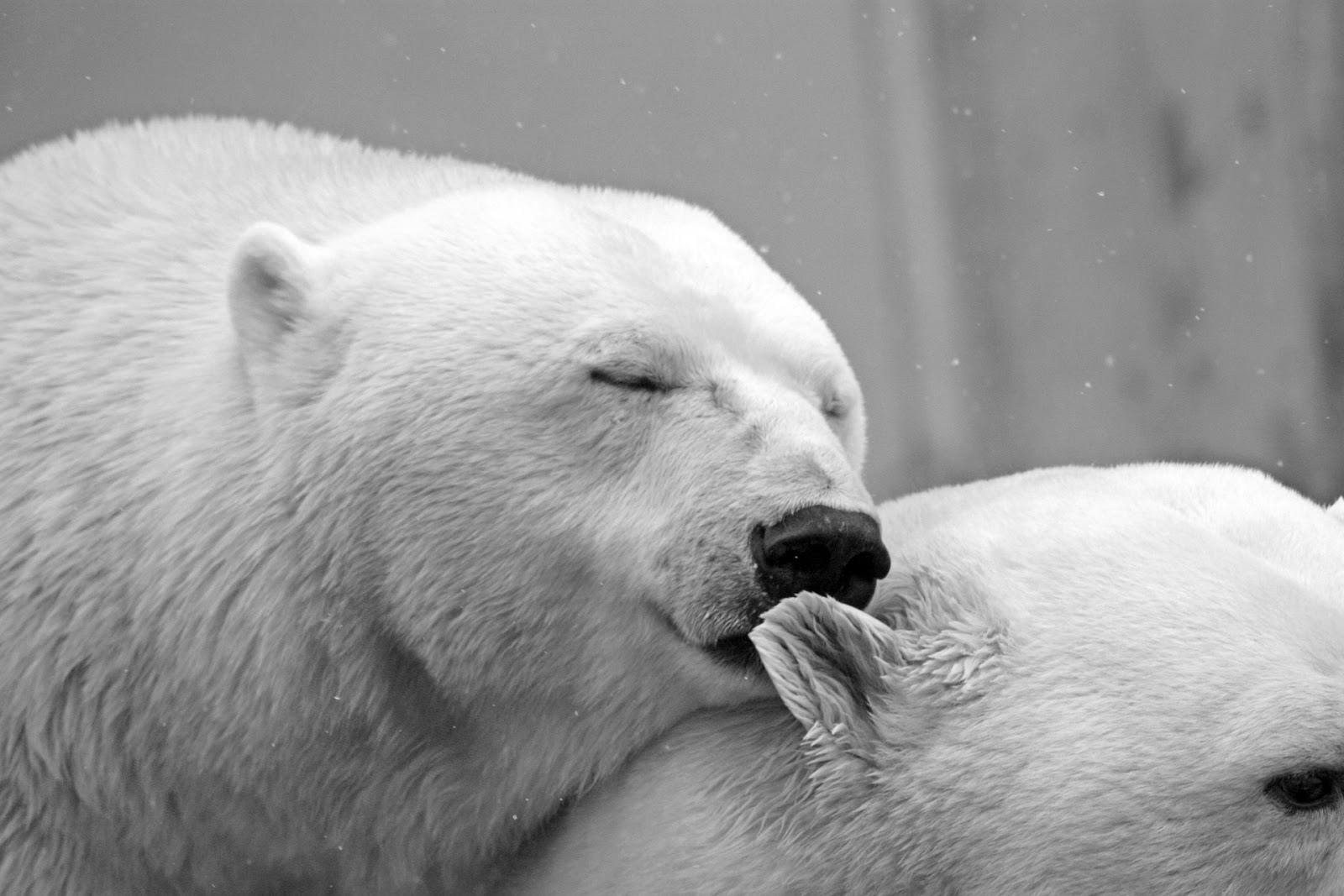 29 Interesting Bear Facts Serious Facts ImaginFacts 29-interesting-bear-facts-serious-facts-imaginfacts