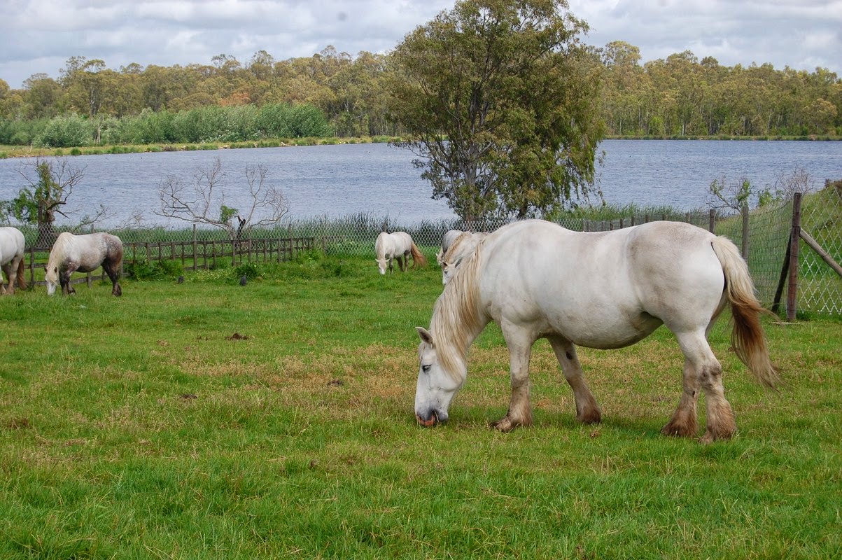Summerwind Percheron: Elsenburg Visit ~ Western Cape Department Of ...