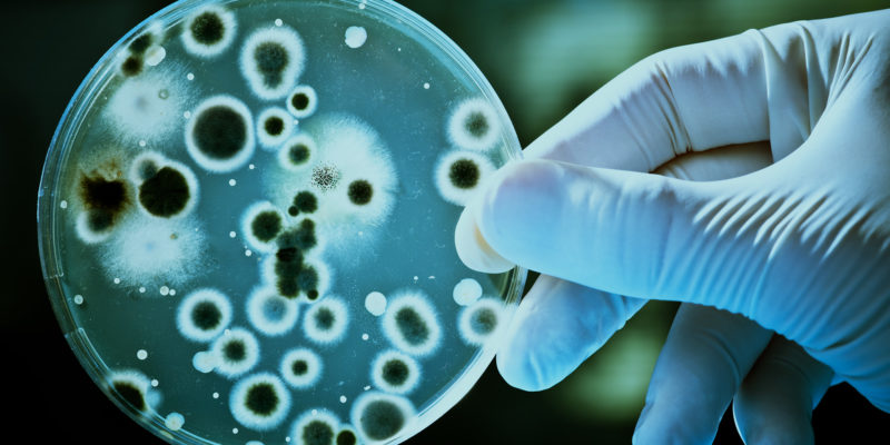 La Bacteriología ~ Ciencias Auxiliares de la Biología