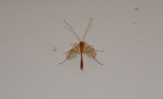 Woods Walks and Wildlife: Creatures of the Night: A Peeper on my Porch ...