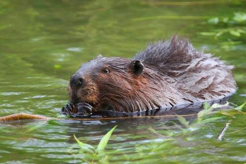 Beautiful Places in Suwalszczyzna: Bobry