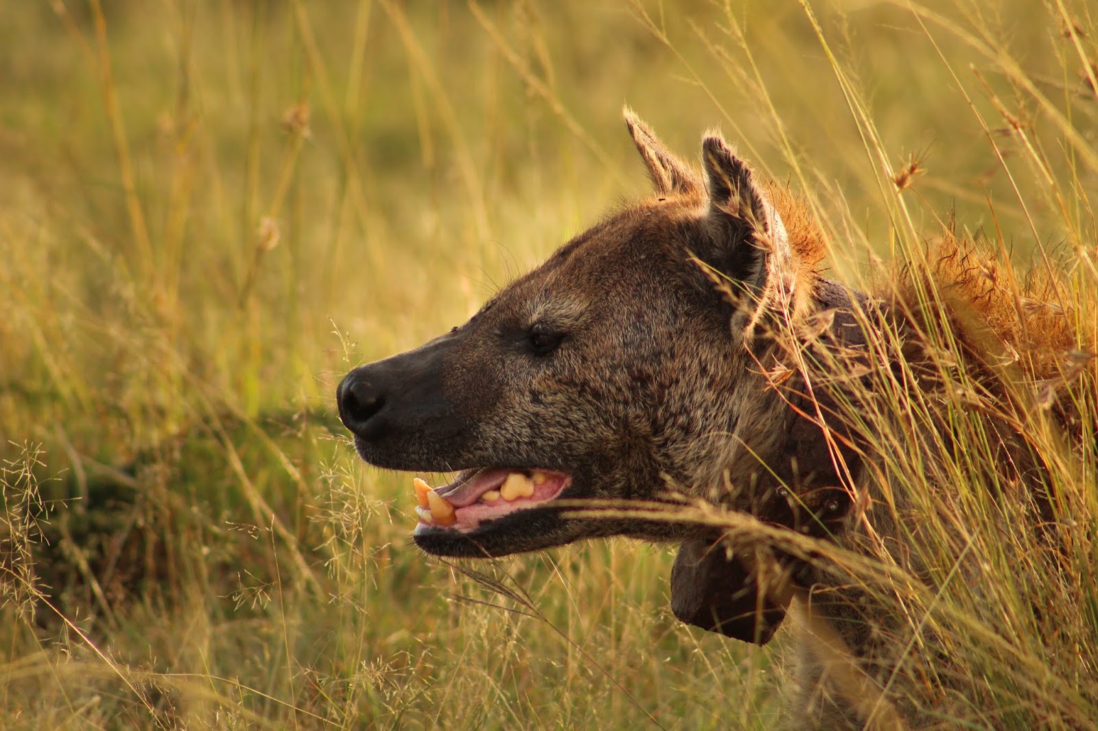Notes From Kenya: MSU Hyena Research: Tale of an Aging Matriarch