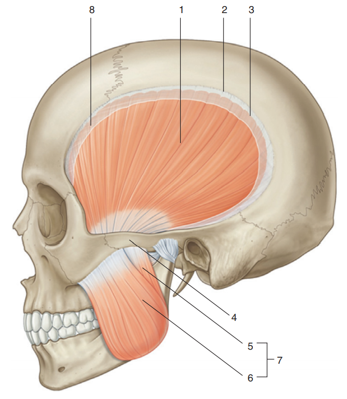 Muscles of the Head(ANATOMY)