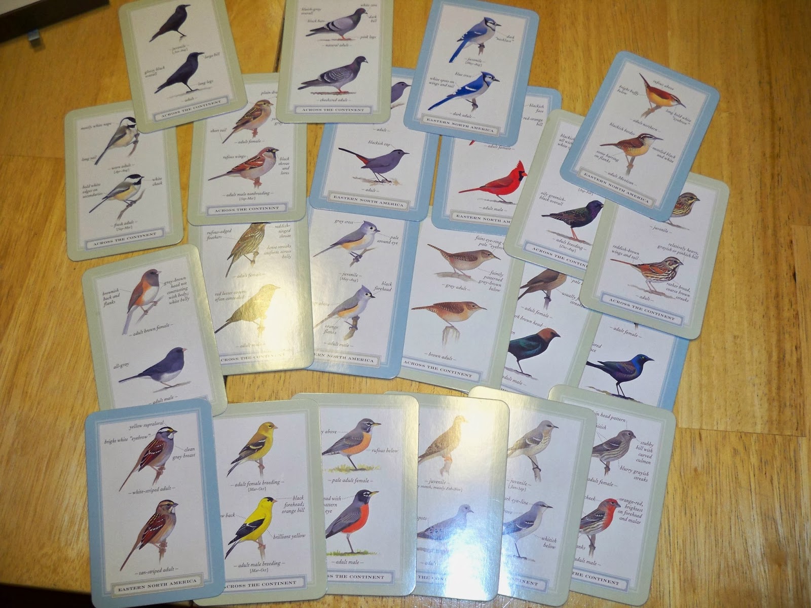 The Year of Birds: Product Revew: Sibley Backyard Birding Flashcards