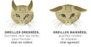 Vous aimez les chats? Apprenez à les comprendre: