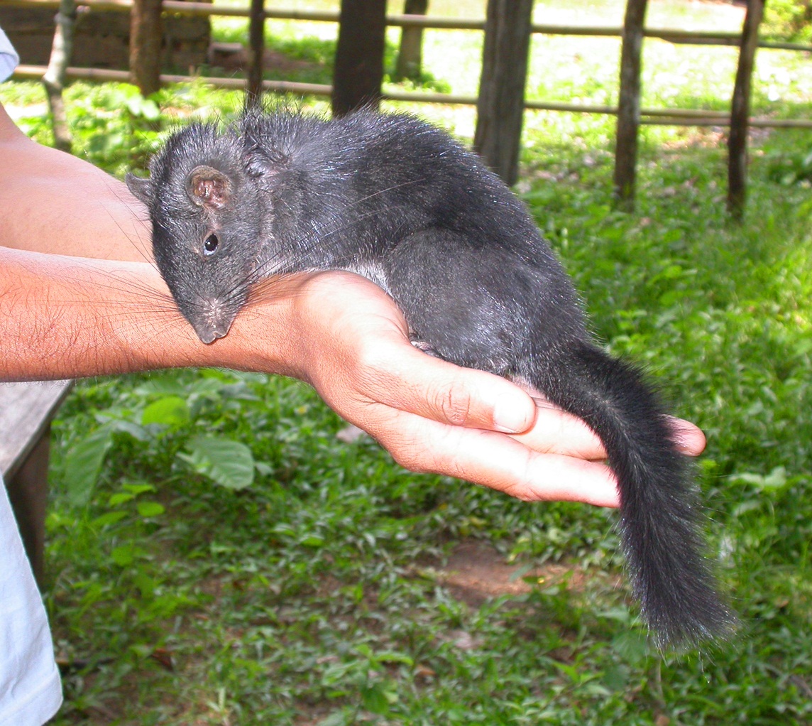 Species New to Science: [Mammalogy • 2007] Laonastes aenigmamus | Kha ...