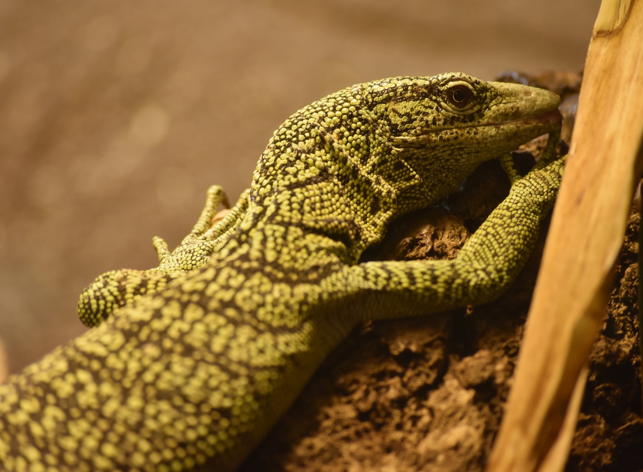 ZOOTOGRAFIANDO (6.100 ANIMALS): VARANO ARBORÍCOLA AMARILLO / REISINGER ...