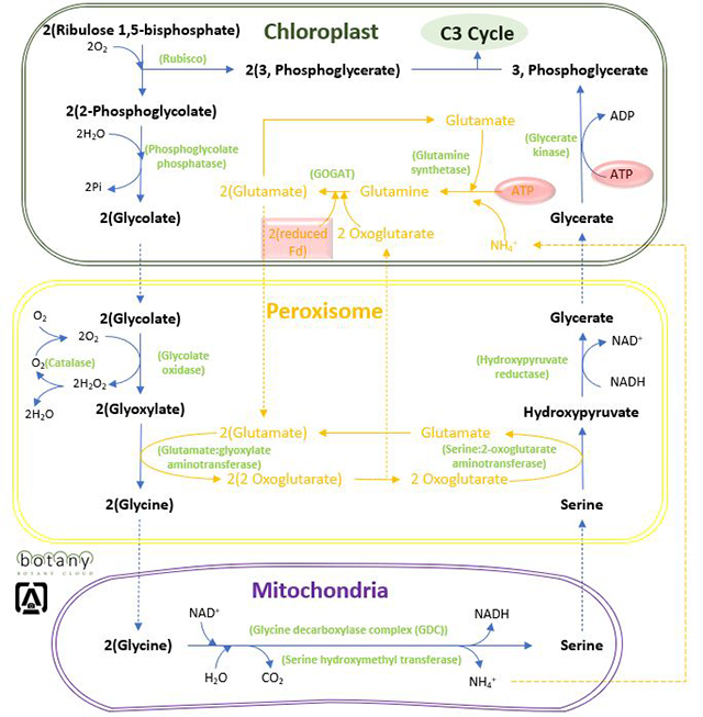 C2 Cycle