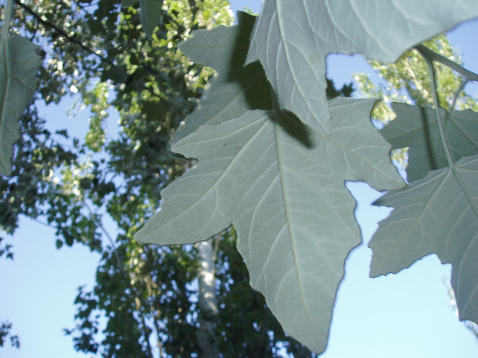 ÁLAMO BLANCO: Populus alba | Plantas rioMoros
