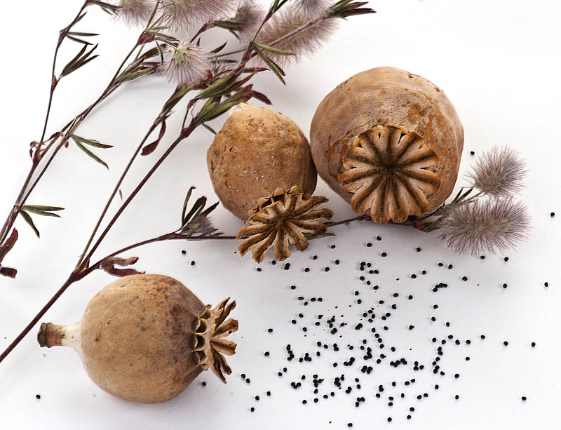 Mrs. Dowling's Art Blog: Pottery 1 Organic Objects