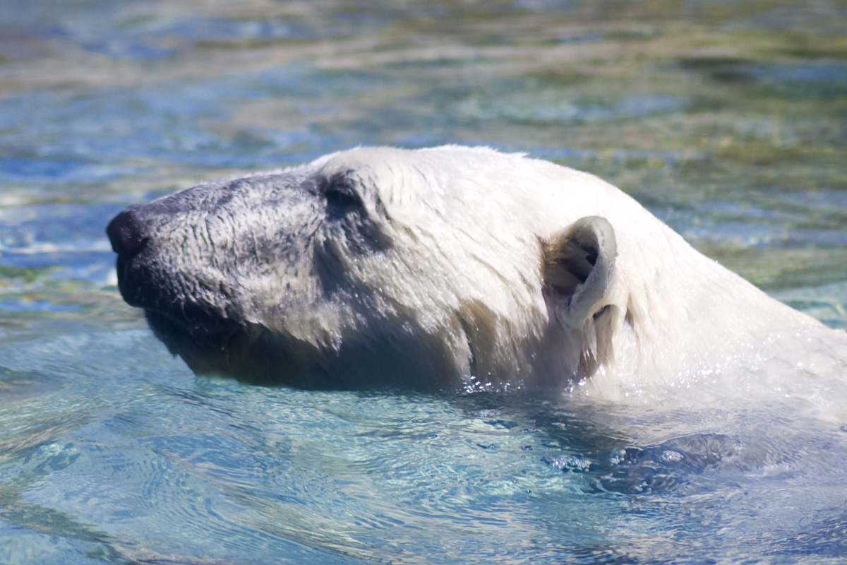 A Tail of Six Foxes: Zoo Animals