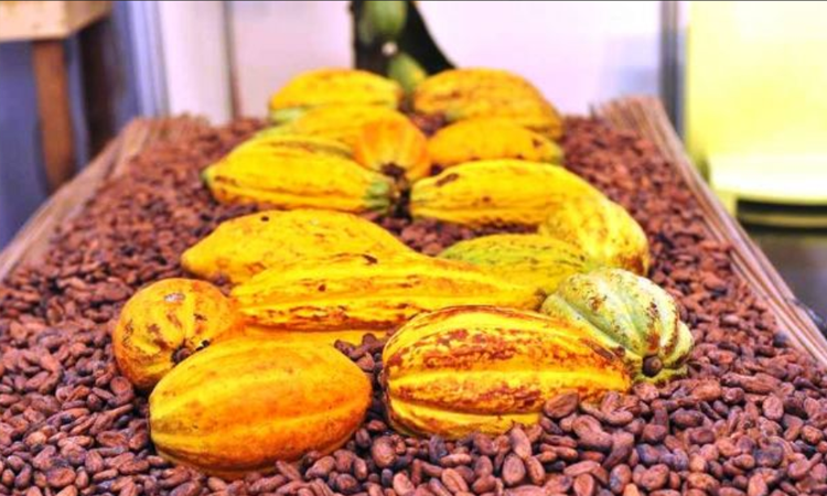 ATLANTIC COCOA CORP | Un projet de 73 milliards de FCFA