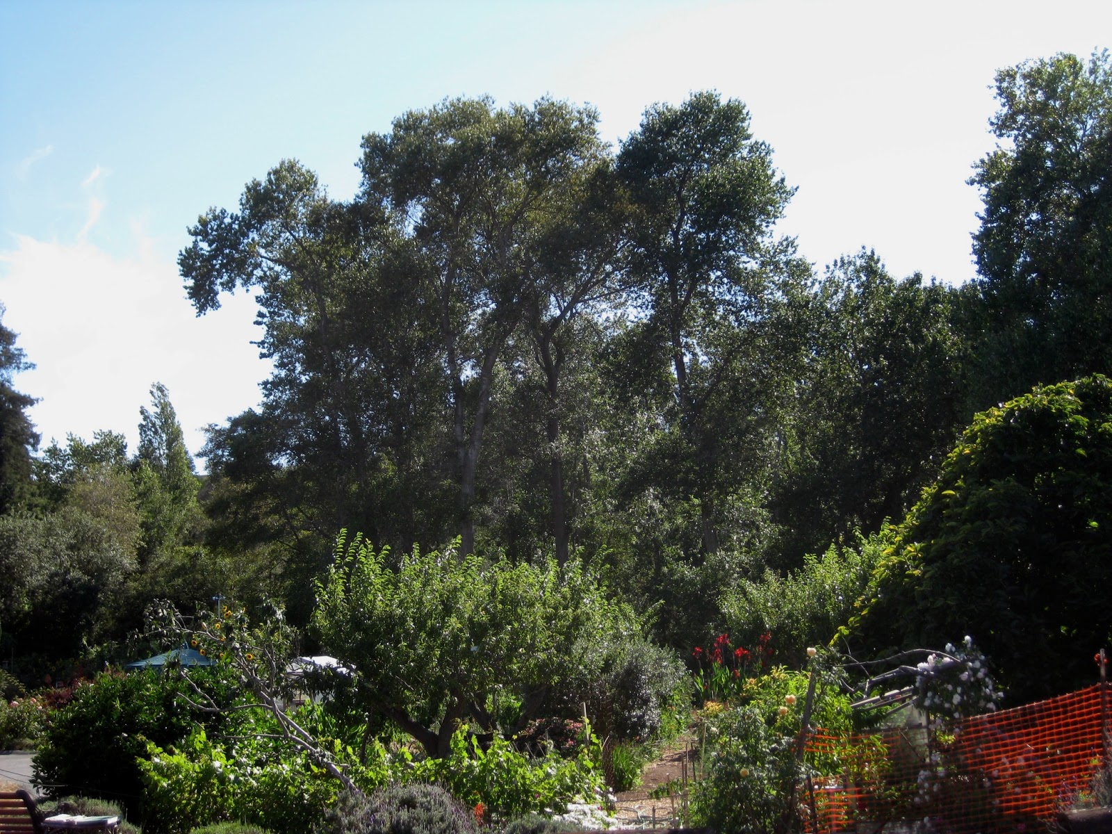 Trees of Santa Cruz County: Populus trichocarpa - Western Poplar