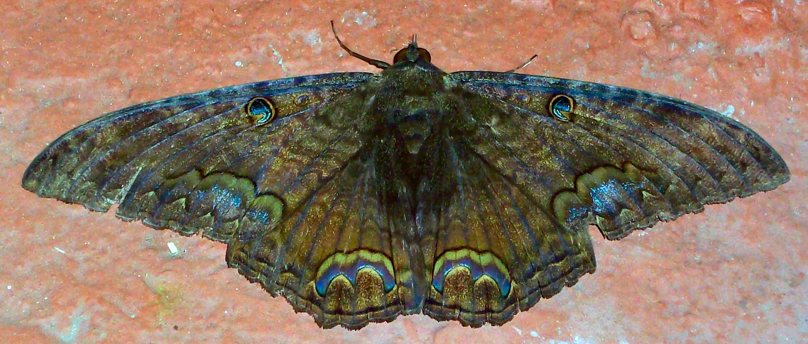 Foto Blog Puerto Rico: Mariposa Gigante