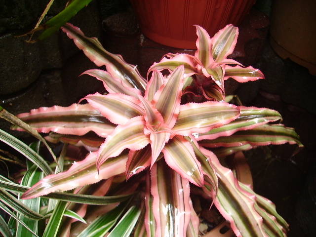 Garden Chronicles of James David: Earth Star - Cryptanthus