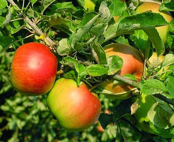 Trees Planet: Malus domestica - Apple