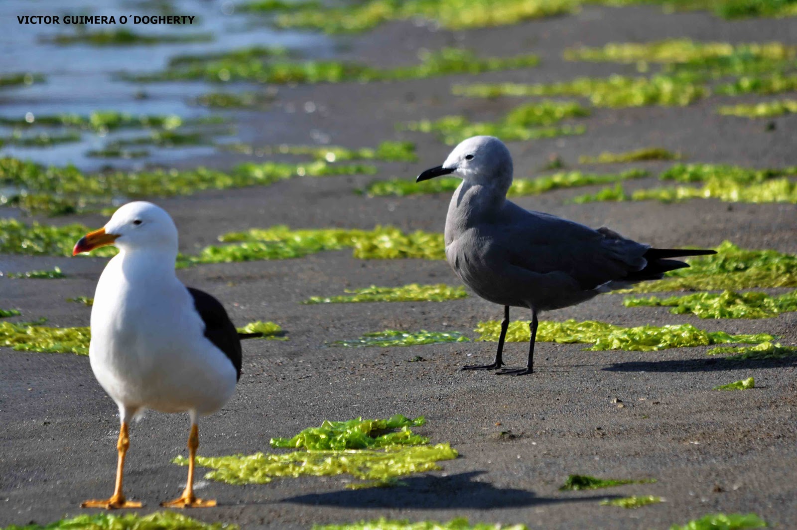Mis imágenes de aves: LA GAVIOTA GARUMA