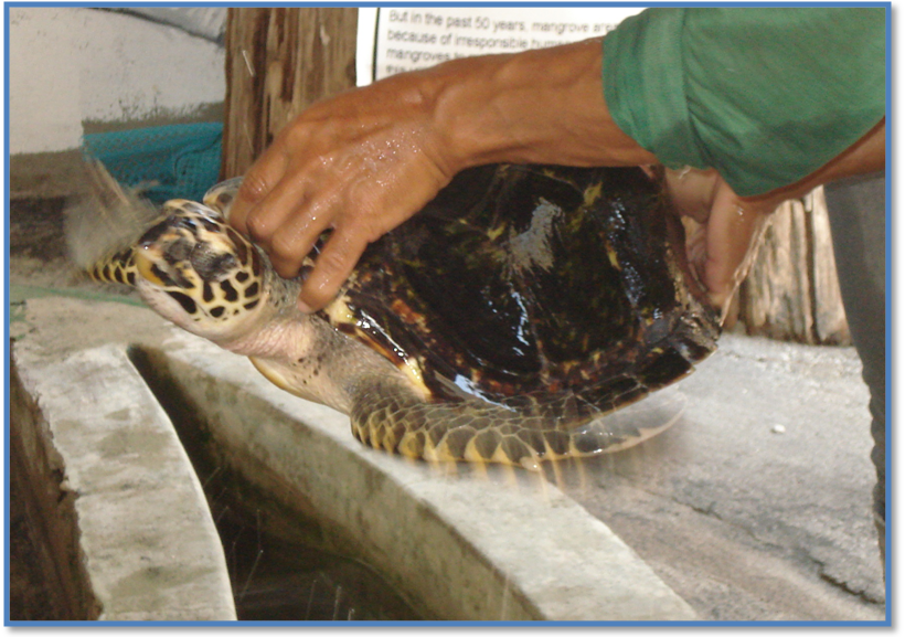 AngelCent: Pawikan Conservation Center