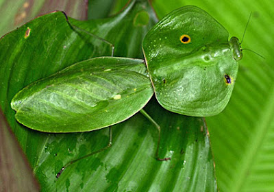 Curiosidades del Mundo: Insectos Hoja e Insectos Palo (Orden Phasmatodea).