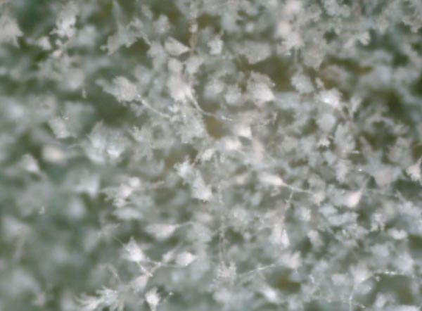 Educating Casia: Exploring Fungi