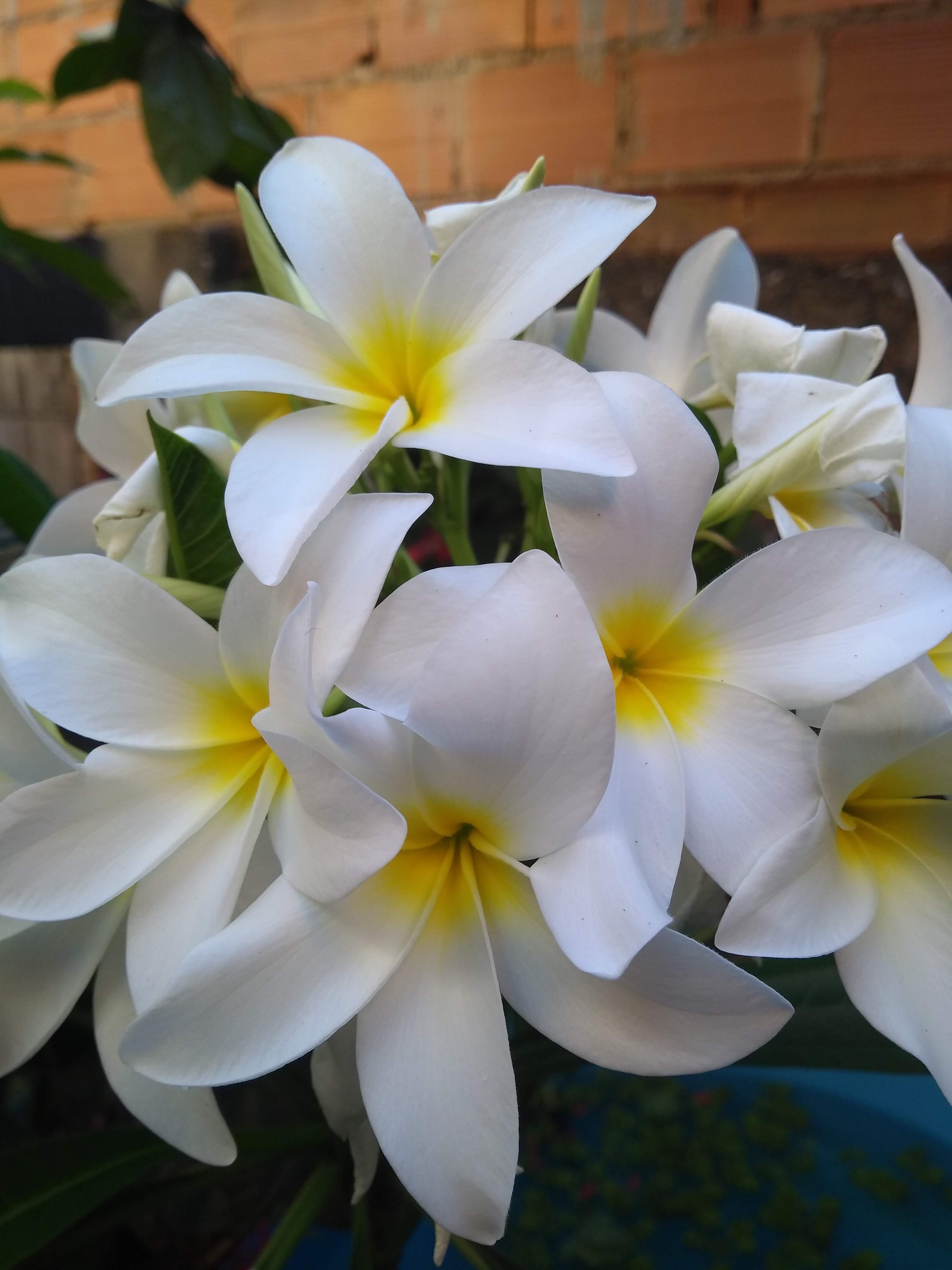 Jasmim-manga: Plumeria rubra