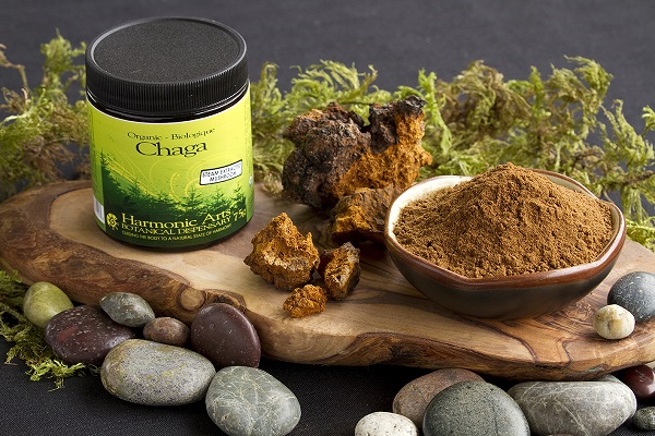 17 beneficios increíbles del chaga y cómo preparar el té de chaga