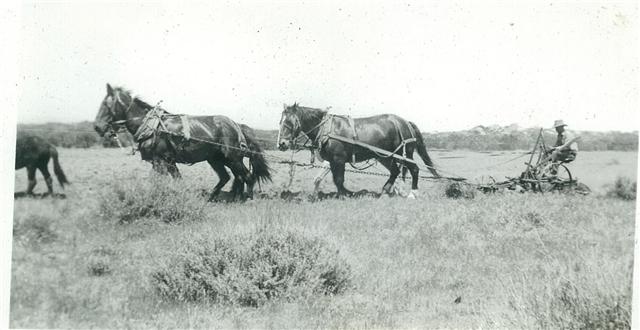 Buckaroo Leather Horse Tack, Use, Care and Maintenance: Old Tyme Cowboy ...