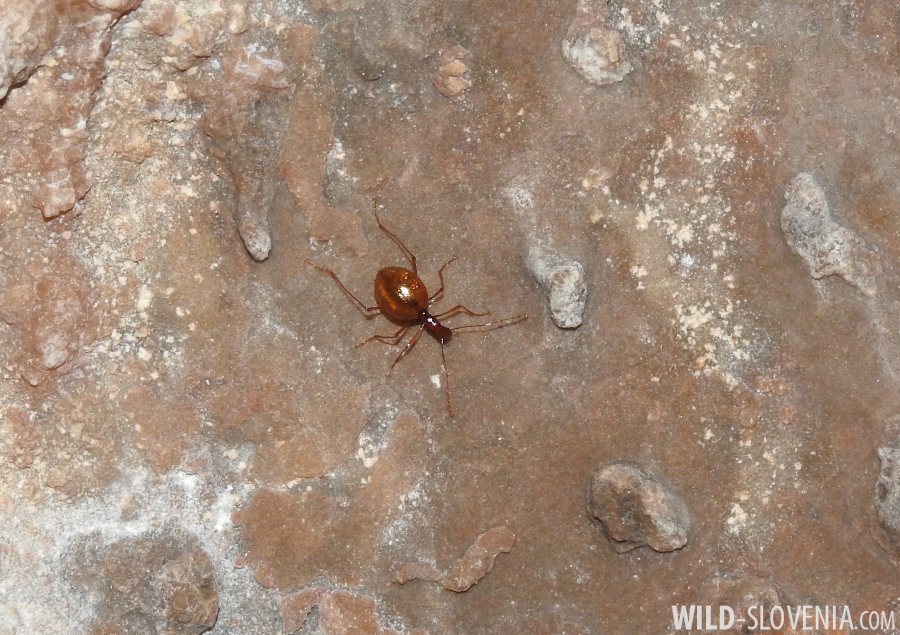 Carniolicum - Wildlife & Biodiversity in Slovenia: Leptodirus ...