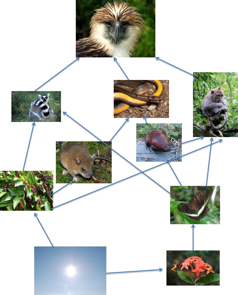 tjapesblog13: Biodiversity Hotspots: Philippines