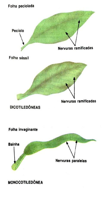 Bonsai em Juiz de Fora com Bruno Gomes: Fisiologia Vegetal