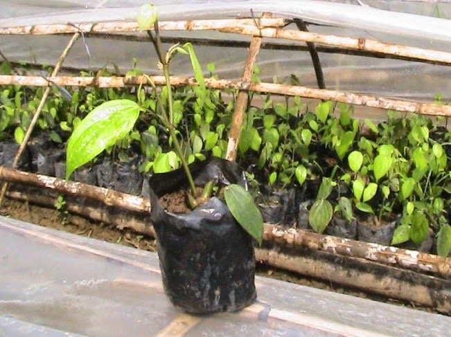 Informasi Perkebunan Provinsi Bangka Belitung: PENGENALAN BIBIT LADA ...