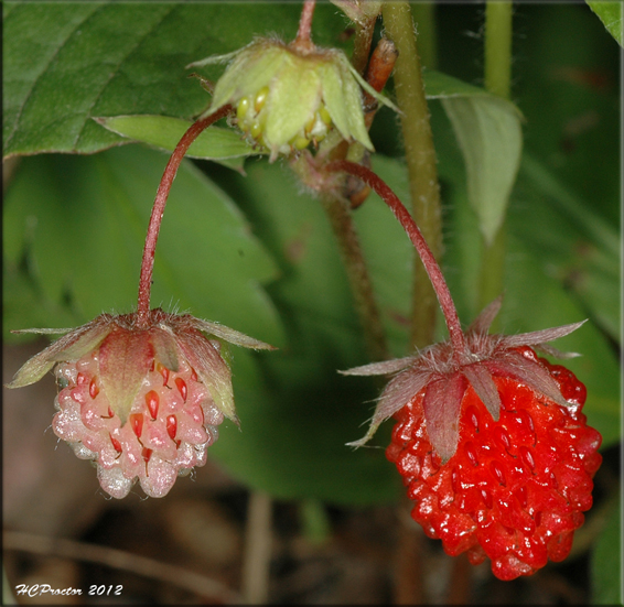 The Home Bug Garden: Wild Flower Wednesday: Wild Strawberry