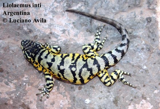 Argentina nativa: Lagartija del sol (Liolaemus inti)