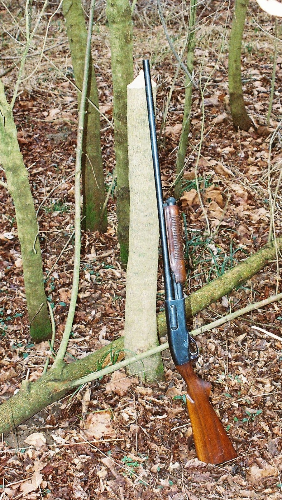 Indiana Woods and Waters: The Beaver Tree
