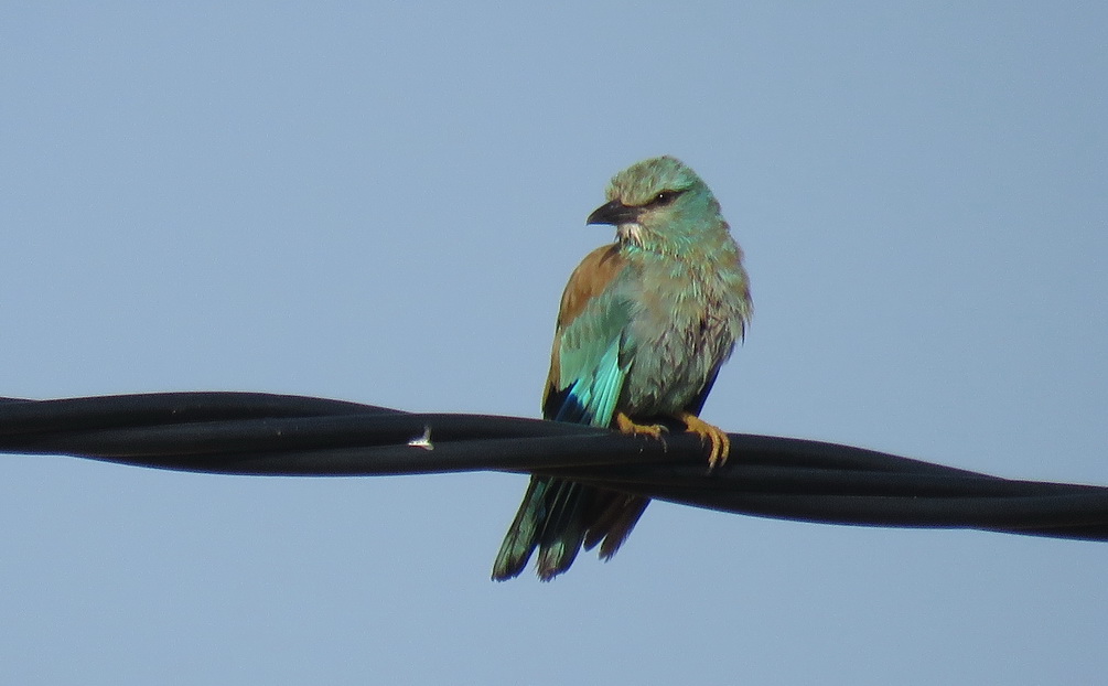 TERRITORIO NATURAL: Carraca europea por La Moraña