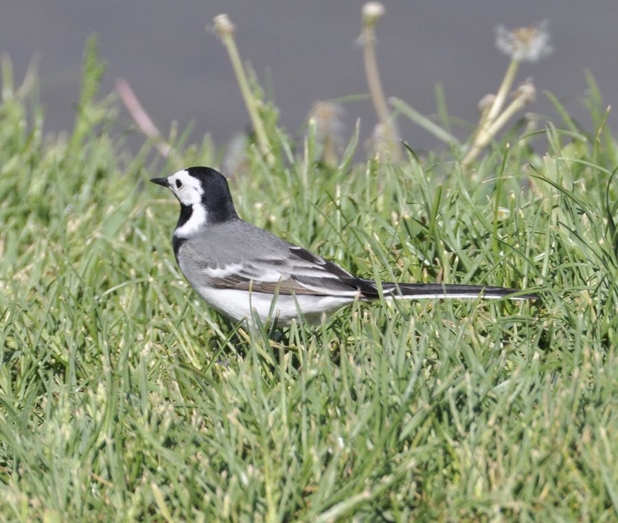 Păsări din parcuri ieșene: Codobatura albă