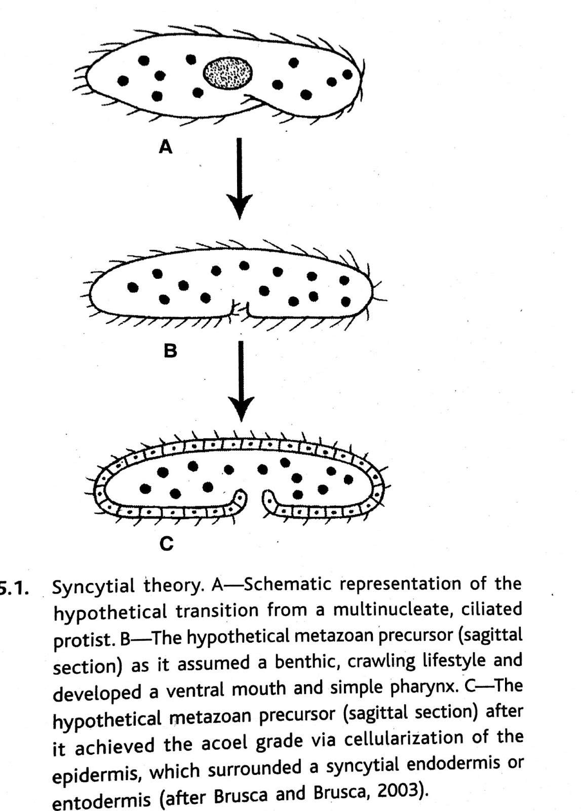 Evolution of symmetry and segmentation of Metazoa