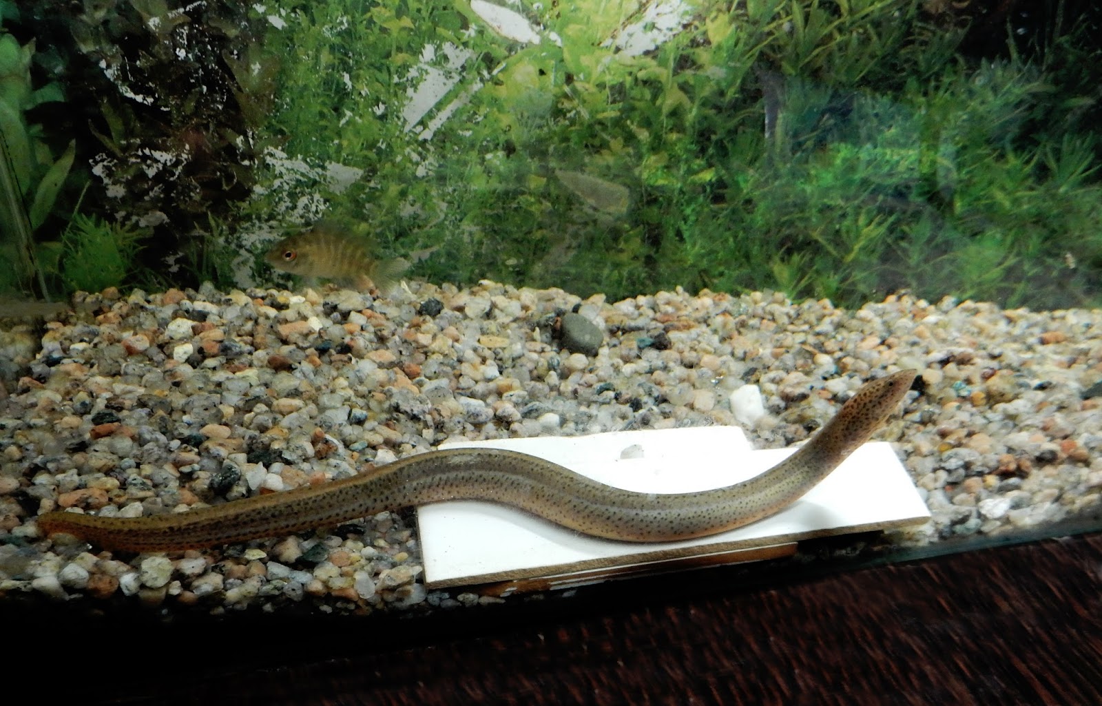 Como criar en acuario a la anguila criolla, Synbranchus marmoratus,