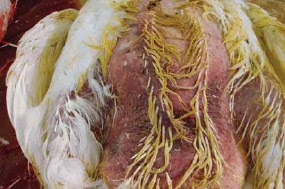 Proanitec: Avícola: Carne, Plumas, Huevos, Pollinaza, Viseras