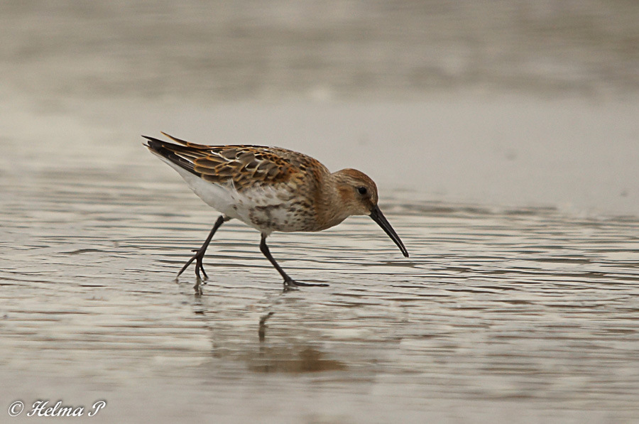 Helma's natuurfoto's: Bonte strandlopers.........