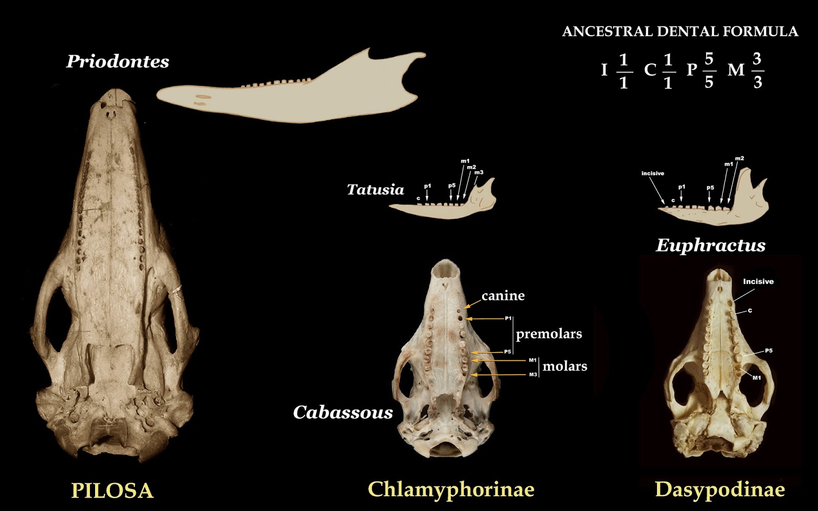 "A EVOLUÇÃO DOS MAMÍFEROS"