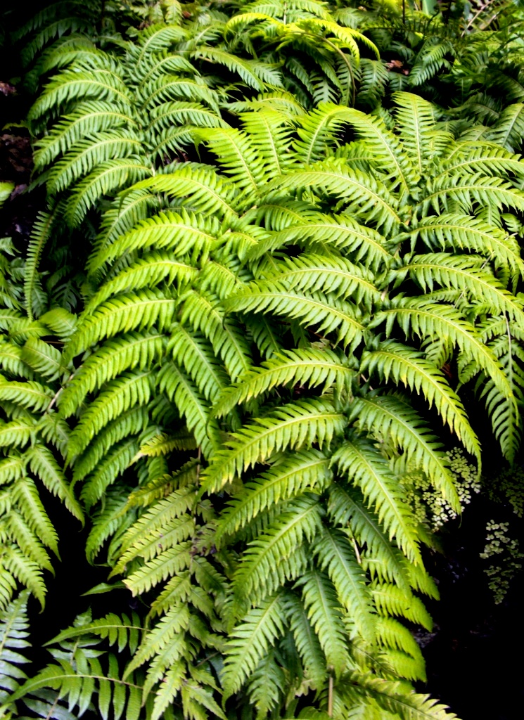 Taxonomia Plantae no Magnoliopsida: Helechos