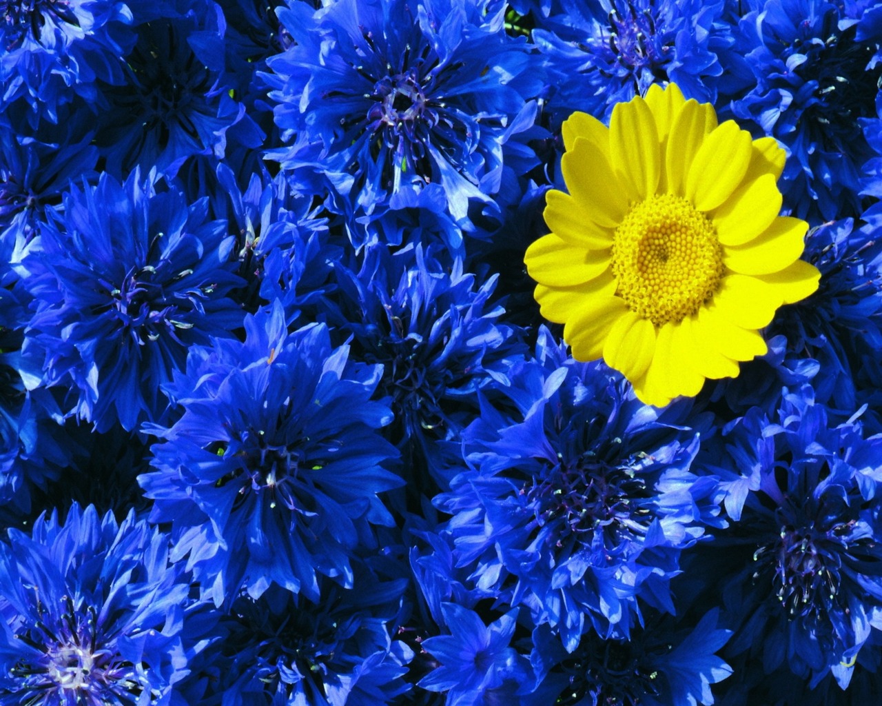 Wallpaper India: 50 Eye Catching Flowers